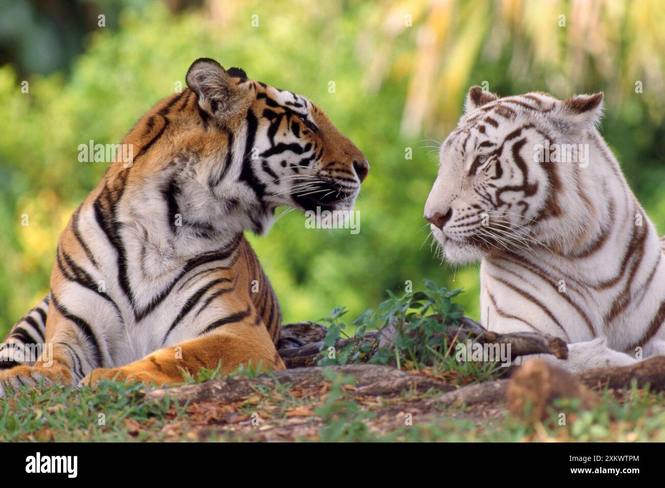 Albino and normal tiger hi-res stock photography and images - Alamy