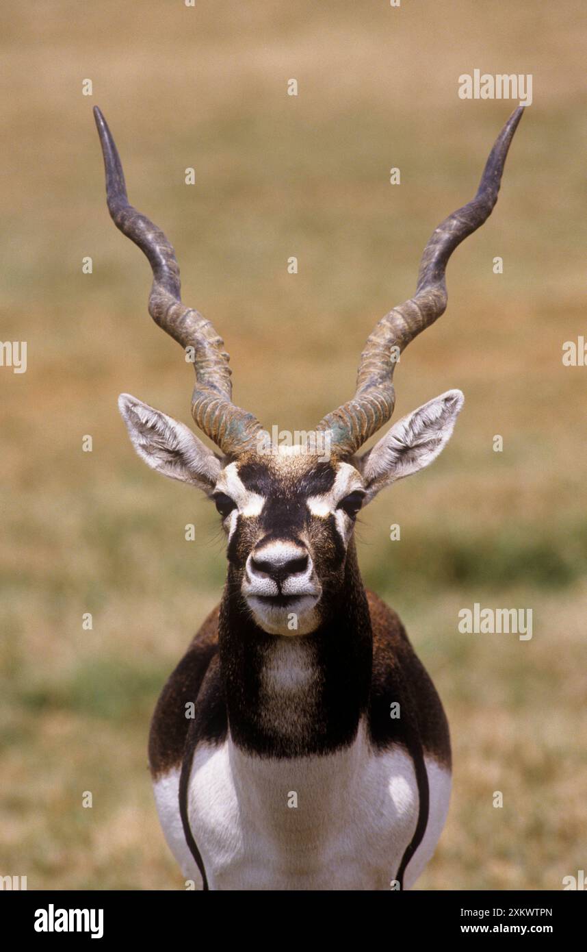 Blackbuck antelopes hi-res stock photography and images - Alamy