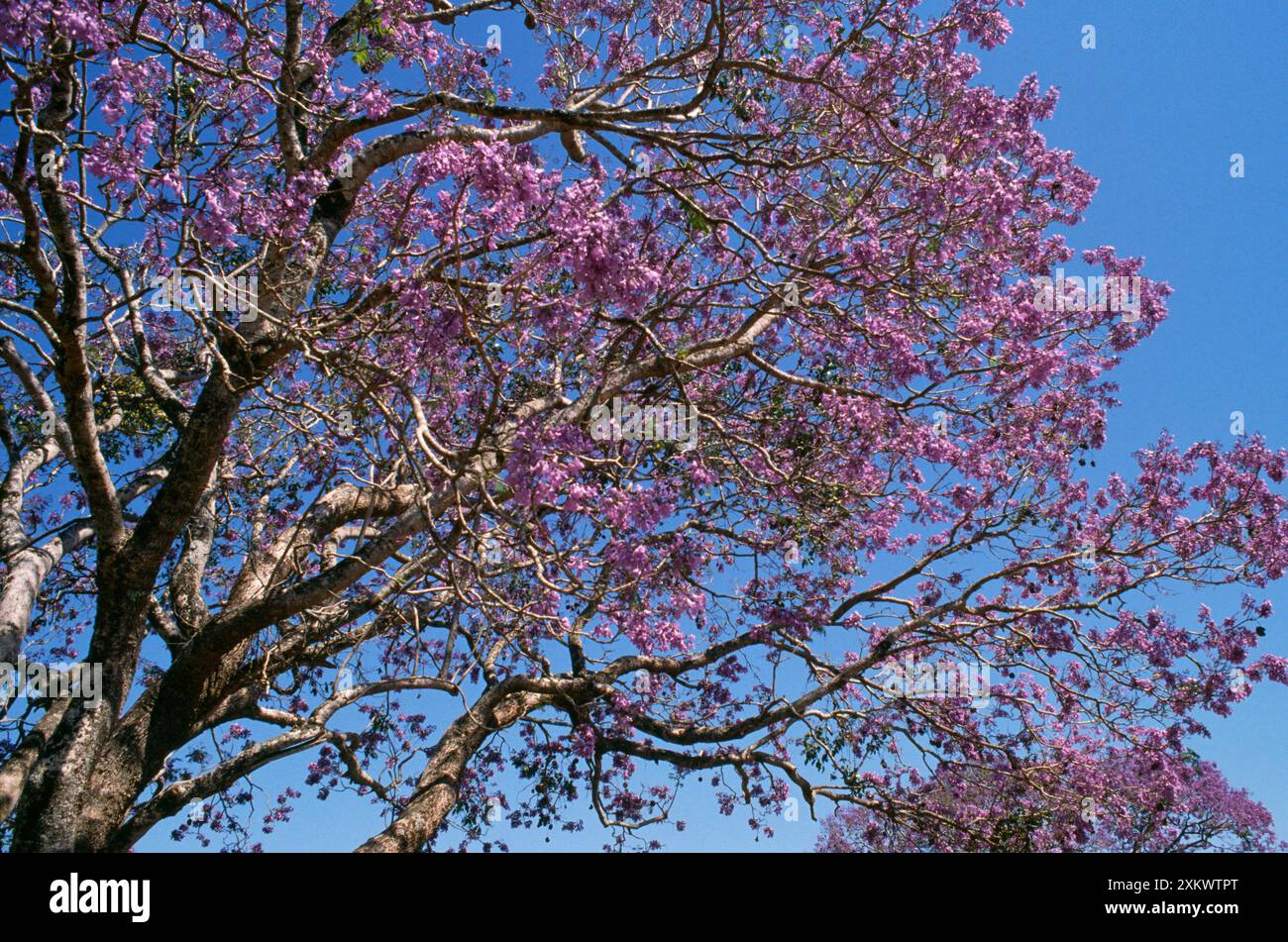 Jacaranda mimosifolia animal hi-res stock photography and images - Alamy
