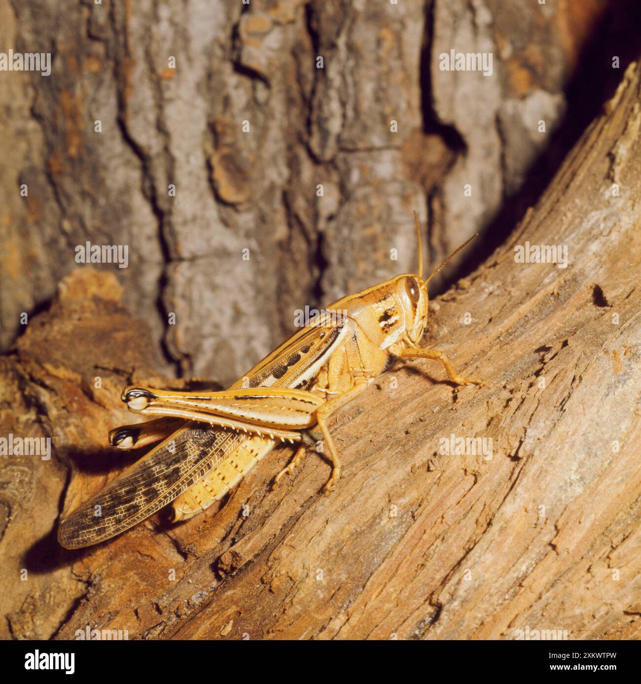 American grasshopper hi-res stock photography and images - Alamy