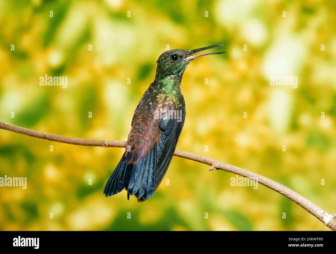 Hummingbird wildlife birds hi-res stock photography and images - Alamy