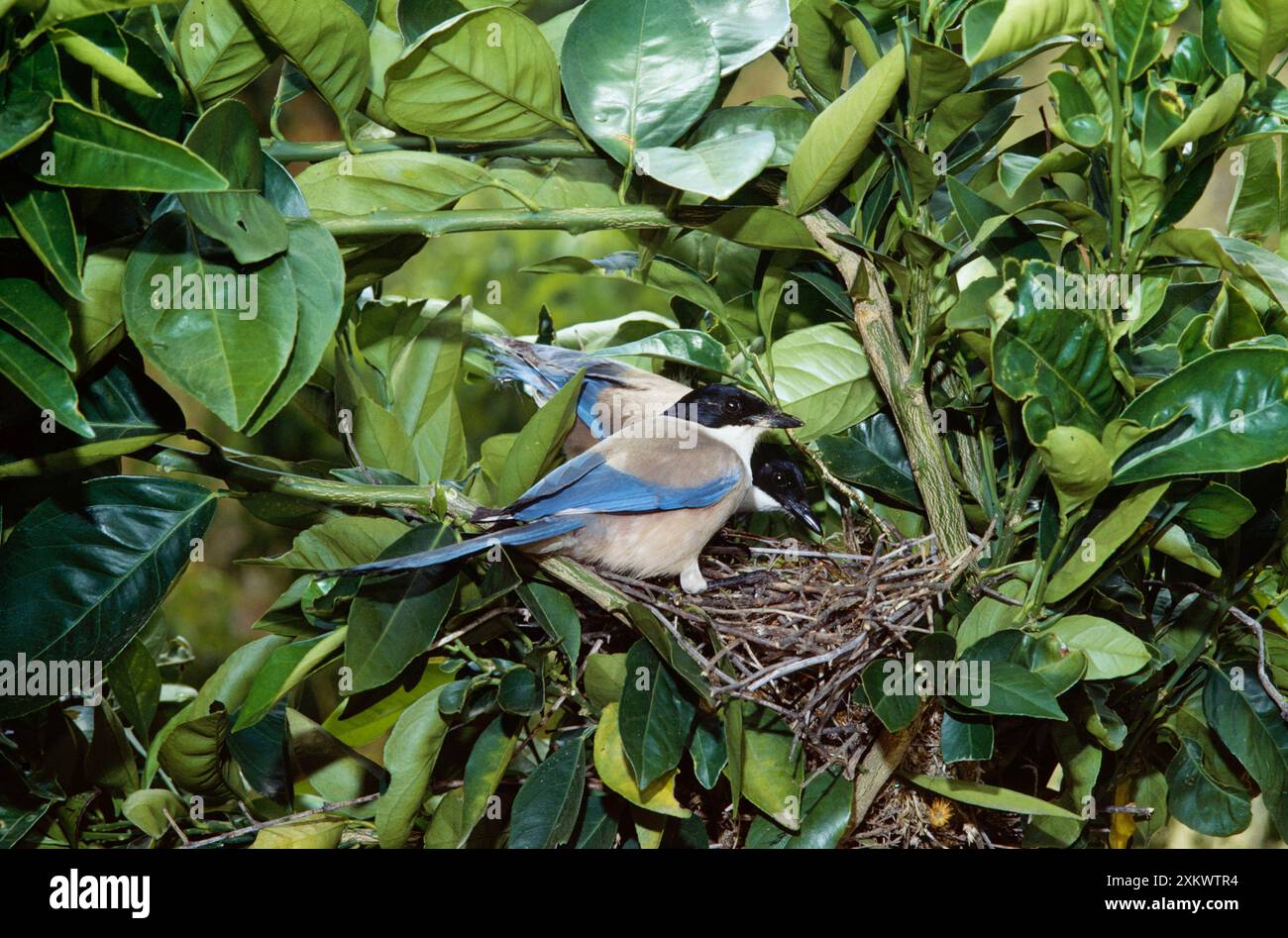 Azure-winged MAGPIES - pair at nest Stock Photo - Alamy