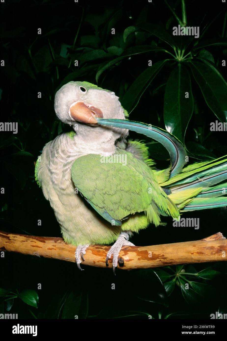 Monk parakeets quaker parrot hi-res stock photography and images - Alamy