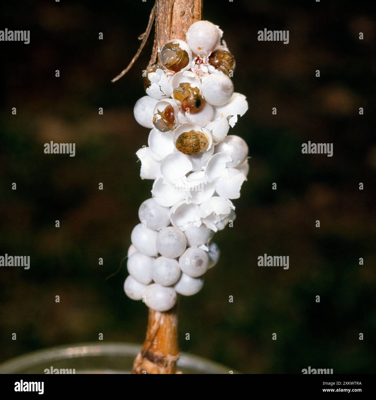 Mollusc eggs hi-res stock photography and images - Alamy