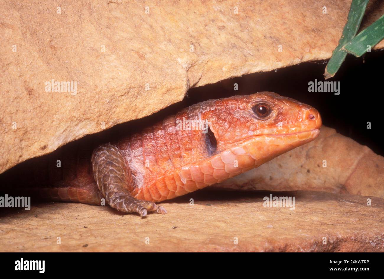 Round nosed plated lizard hi-res stock photography and images - Alamy