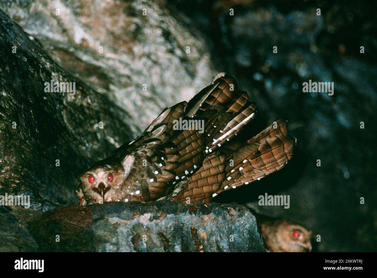 OILBIRD - nesting in cave Stock Photo - Alamy