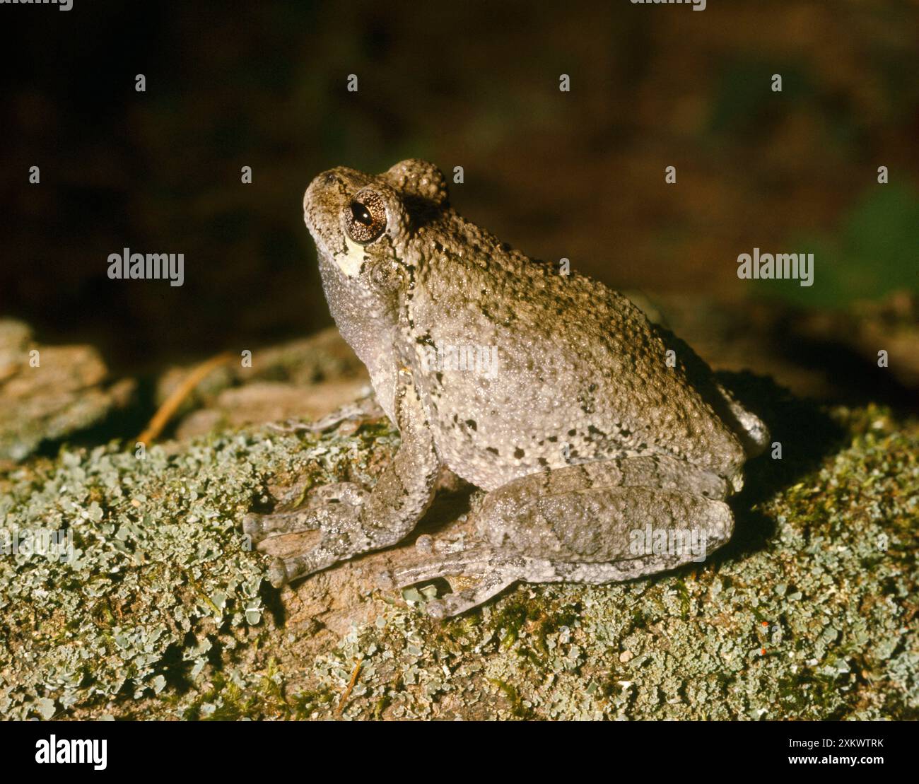Grey amphibian hi-res stock photography and images - Alamy