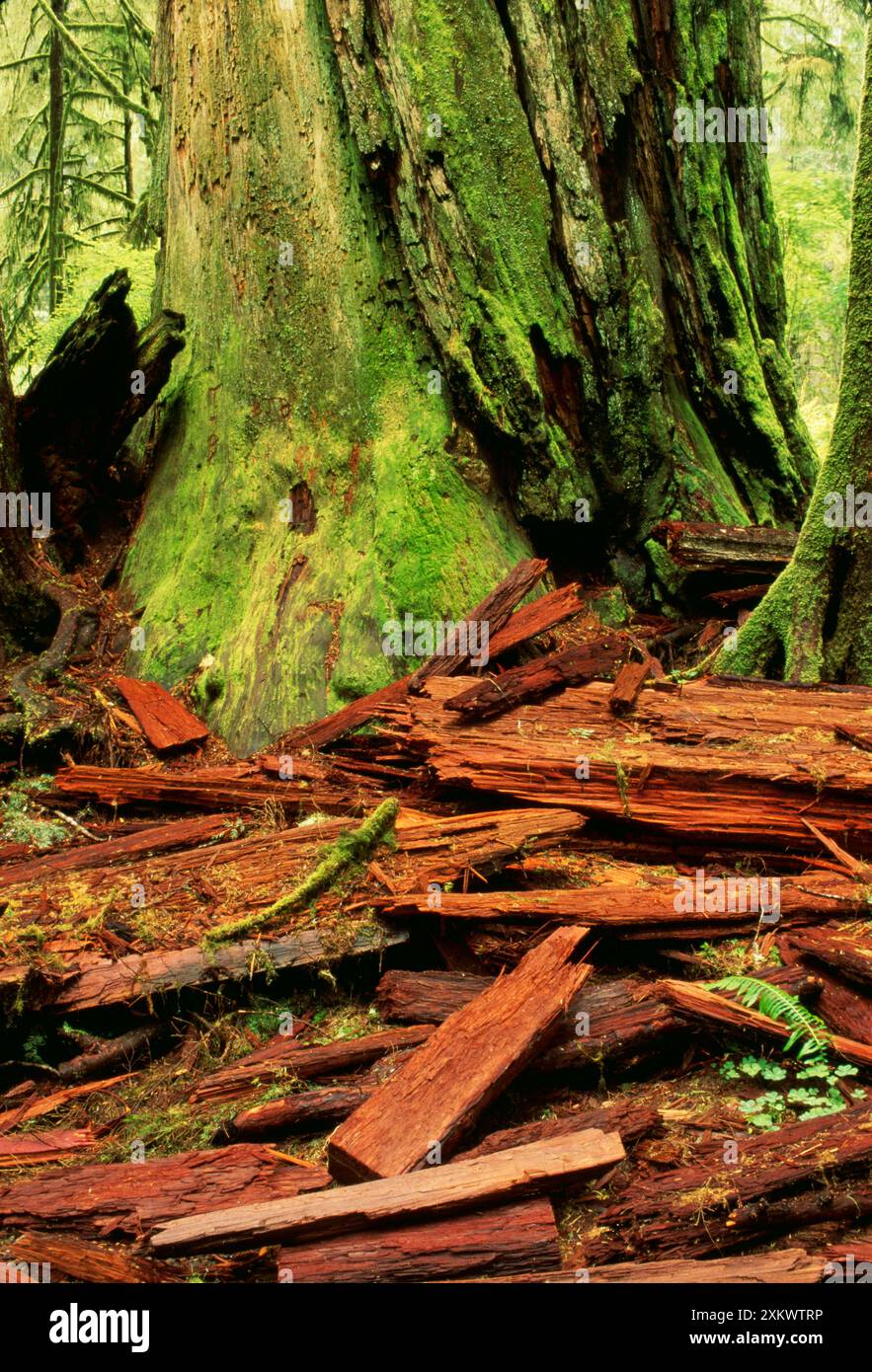 Dead and rotten tree hi-res stock photography and images - Alamy