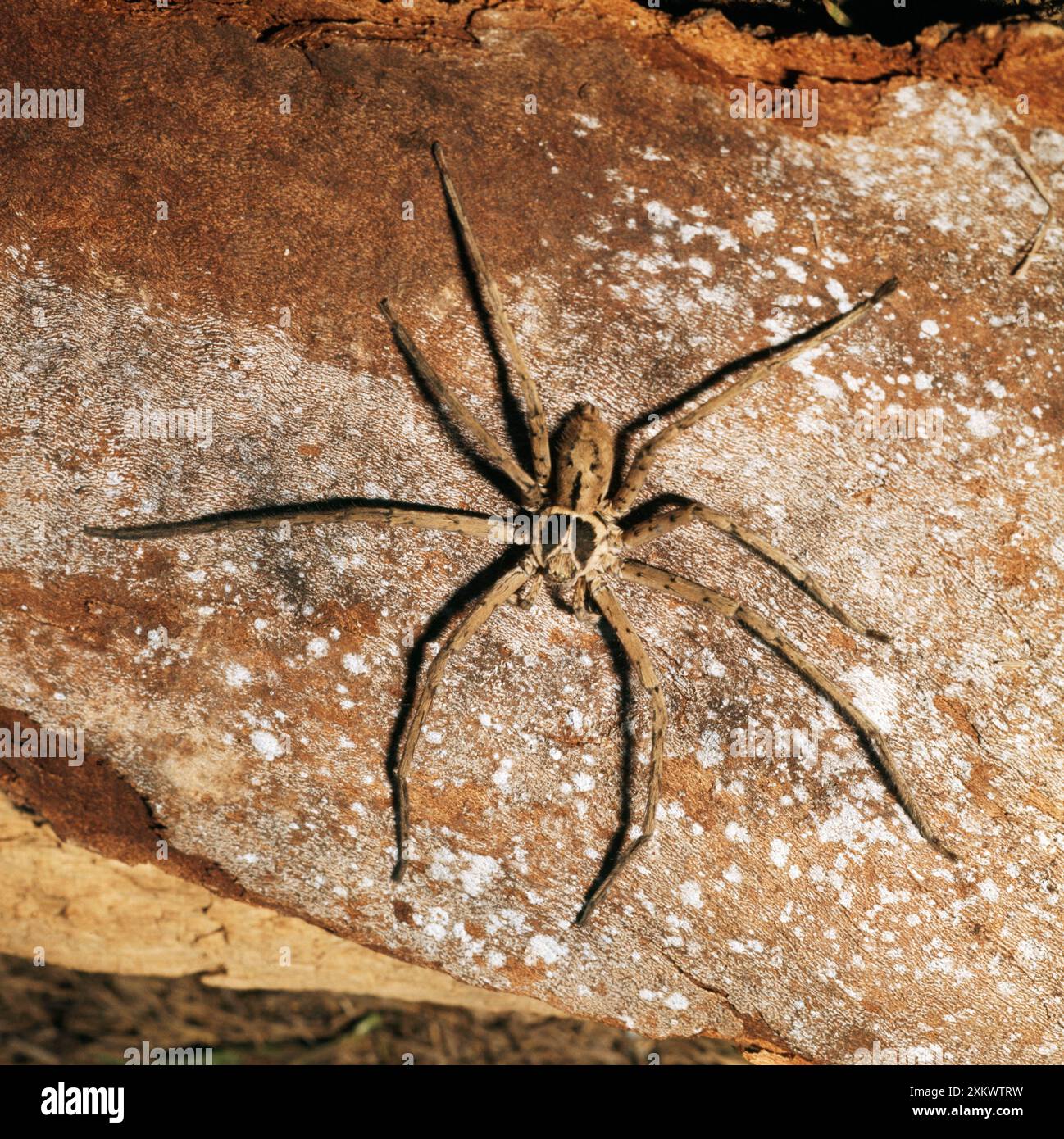 Huntsman spiders heteropoda hi-res stock photography and images - Alamy