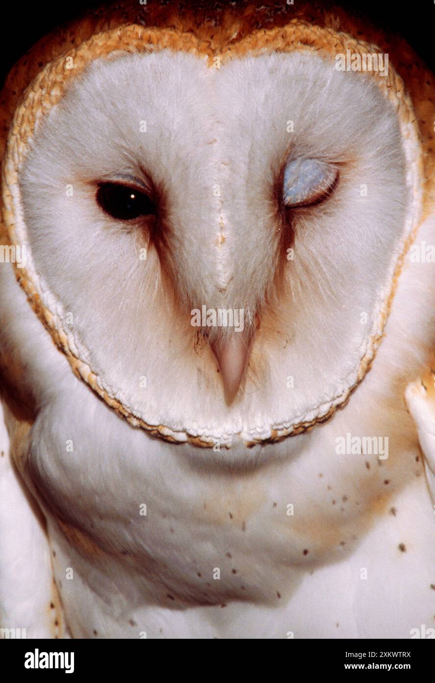 Barn owl head hi-res stock photography and images - Alamy