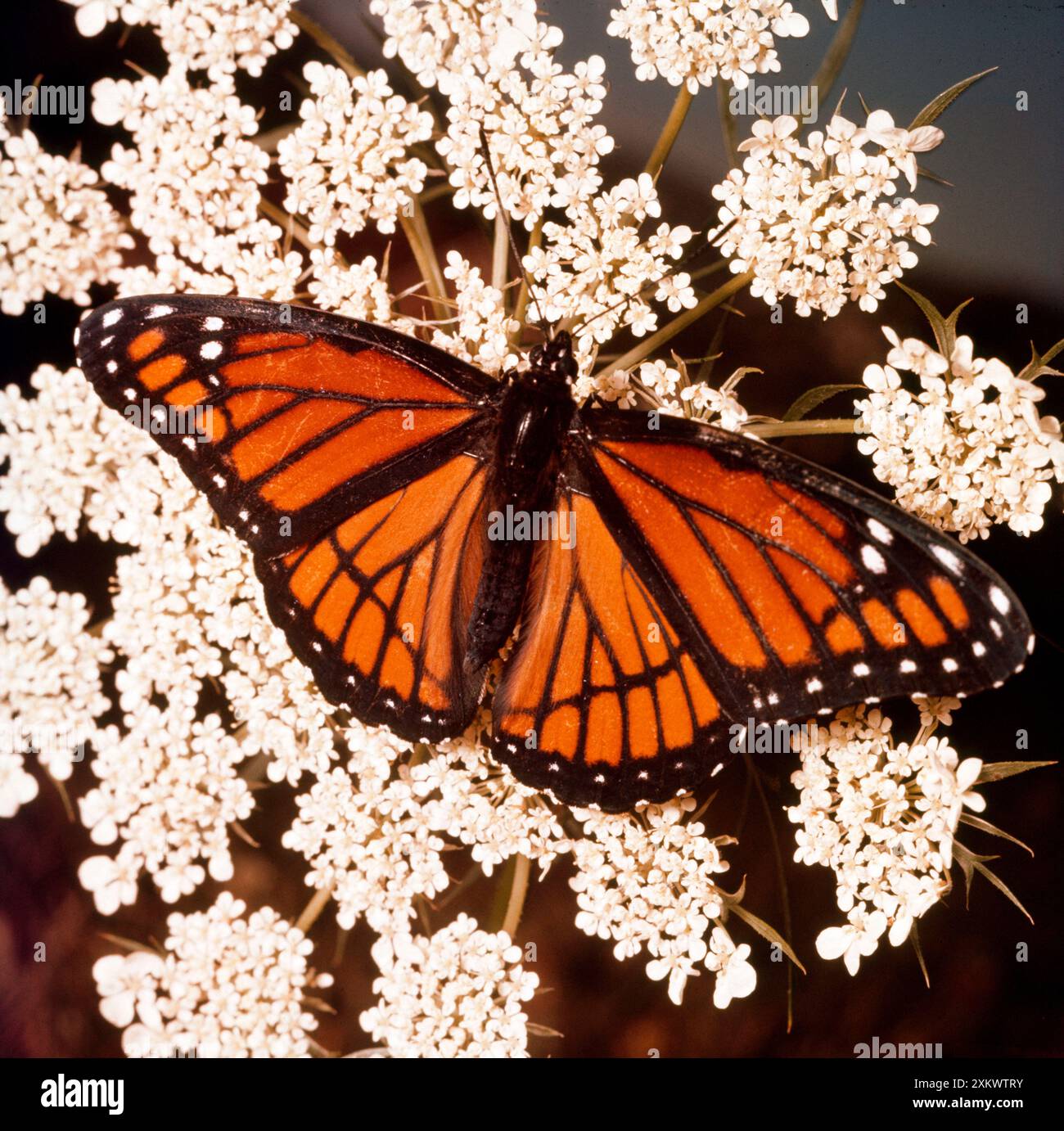 Basilarchia hi-res stock photography and images - Alamy