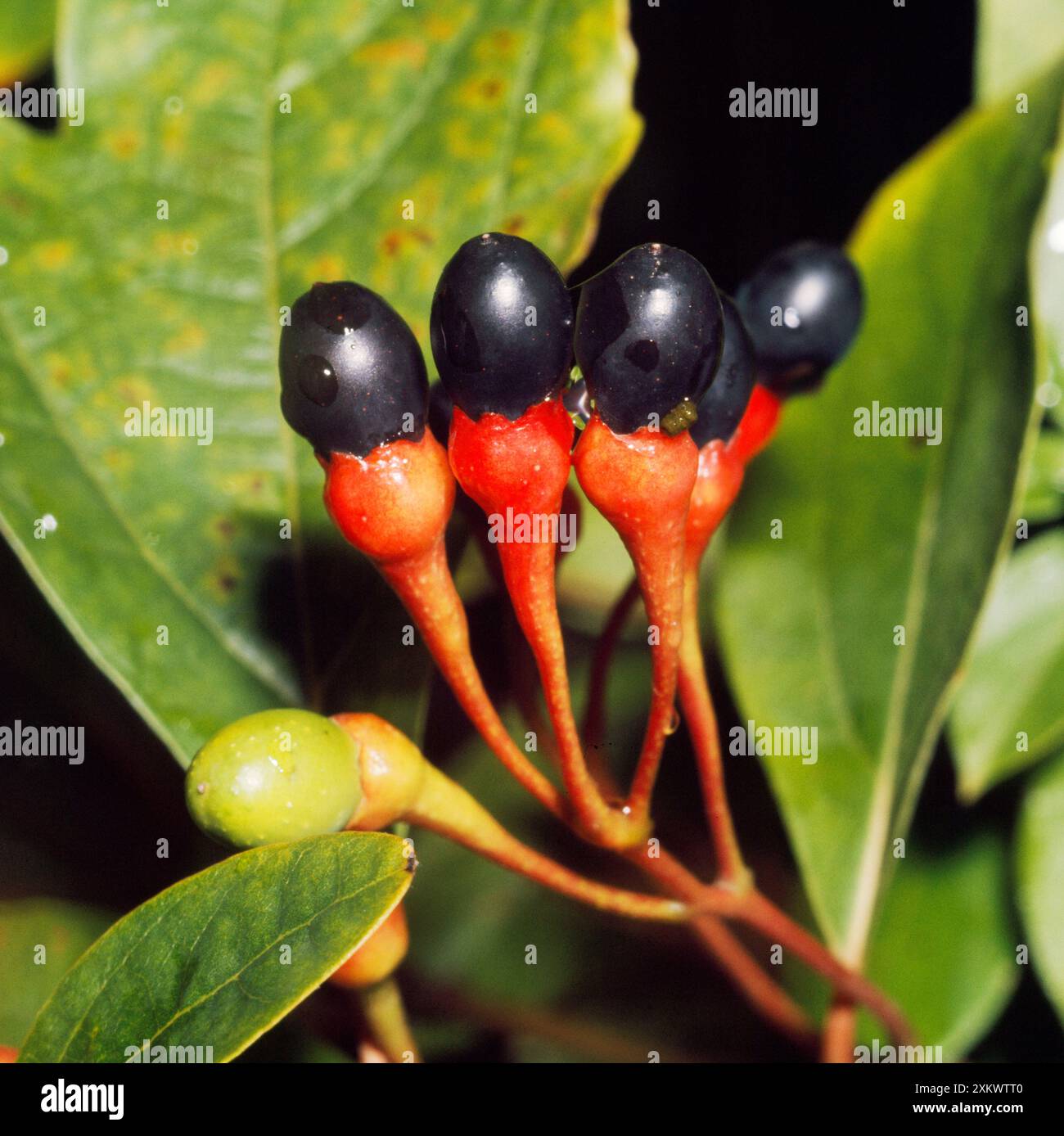 Sassafras - fruit (Sassafras albidum Stock Photo - Alamy