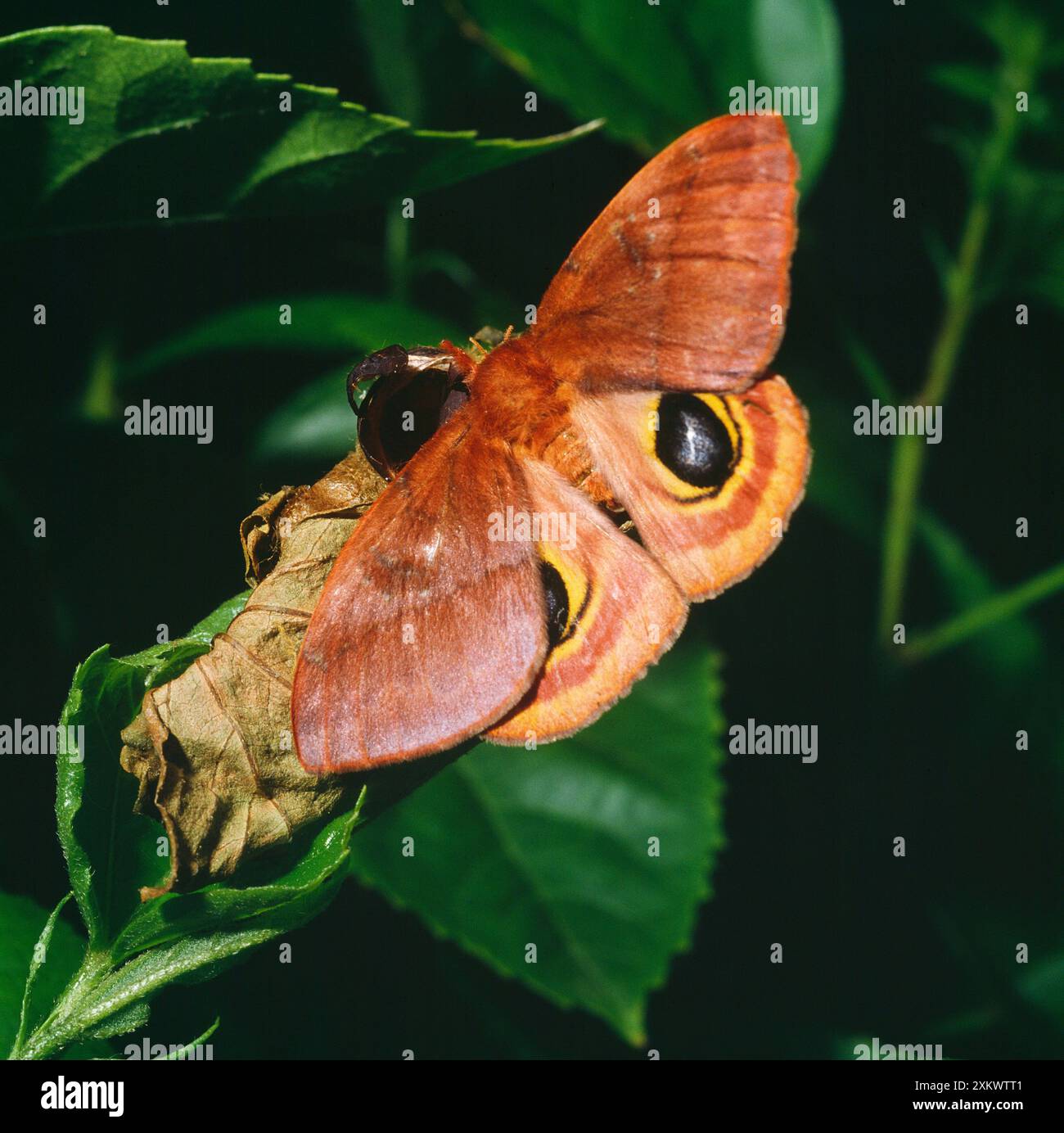 Female io moth hi-res stock photography and images - Alamy