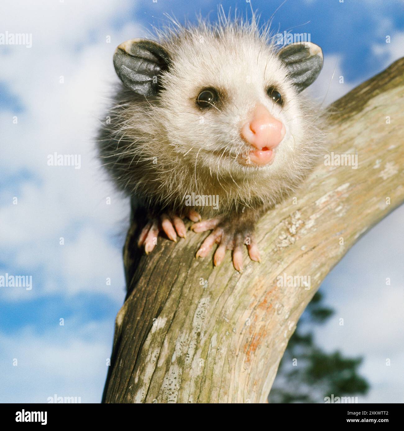 Central american opossum hi-res stock photography and images - Alamy