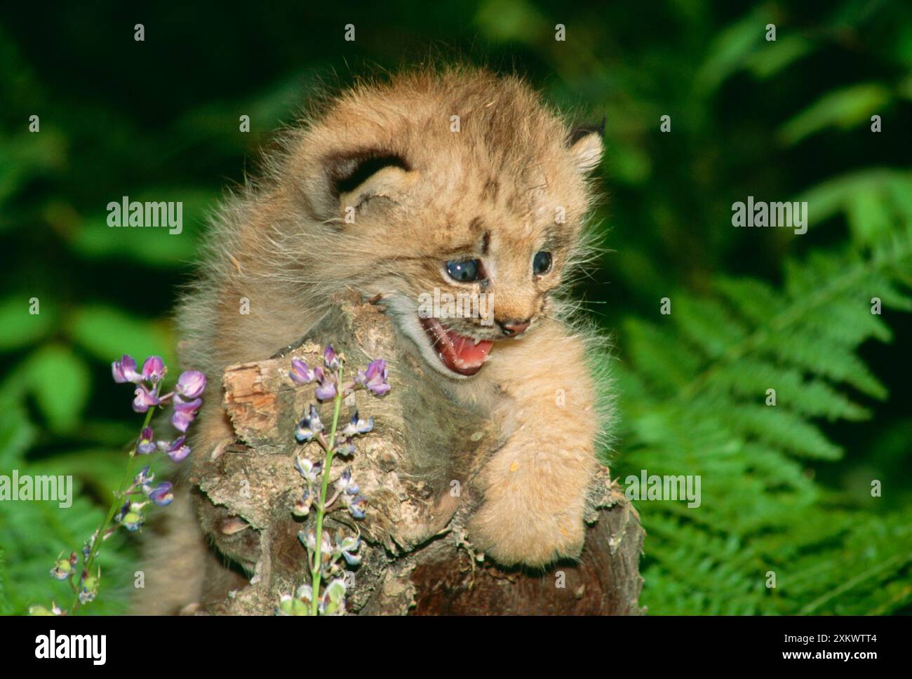 Fluffy lynx hi-res stock photography and images - Alamy