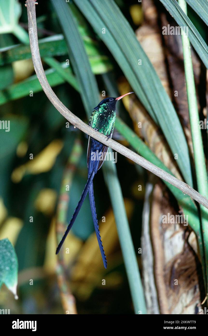 Streamer-Tailed / Streamertail / Doctor Hummingbird Stock Photo - Alamy