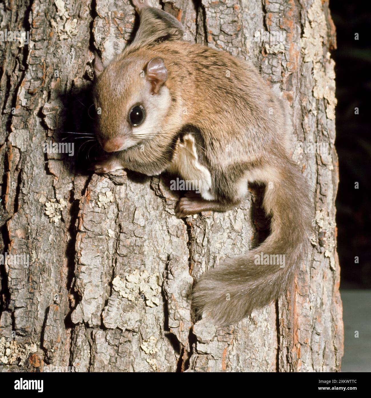 SOUTHERN FLYING SQUIRREL - on tree Stock Photo - Alamy