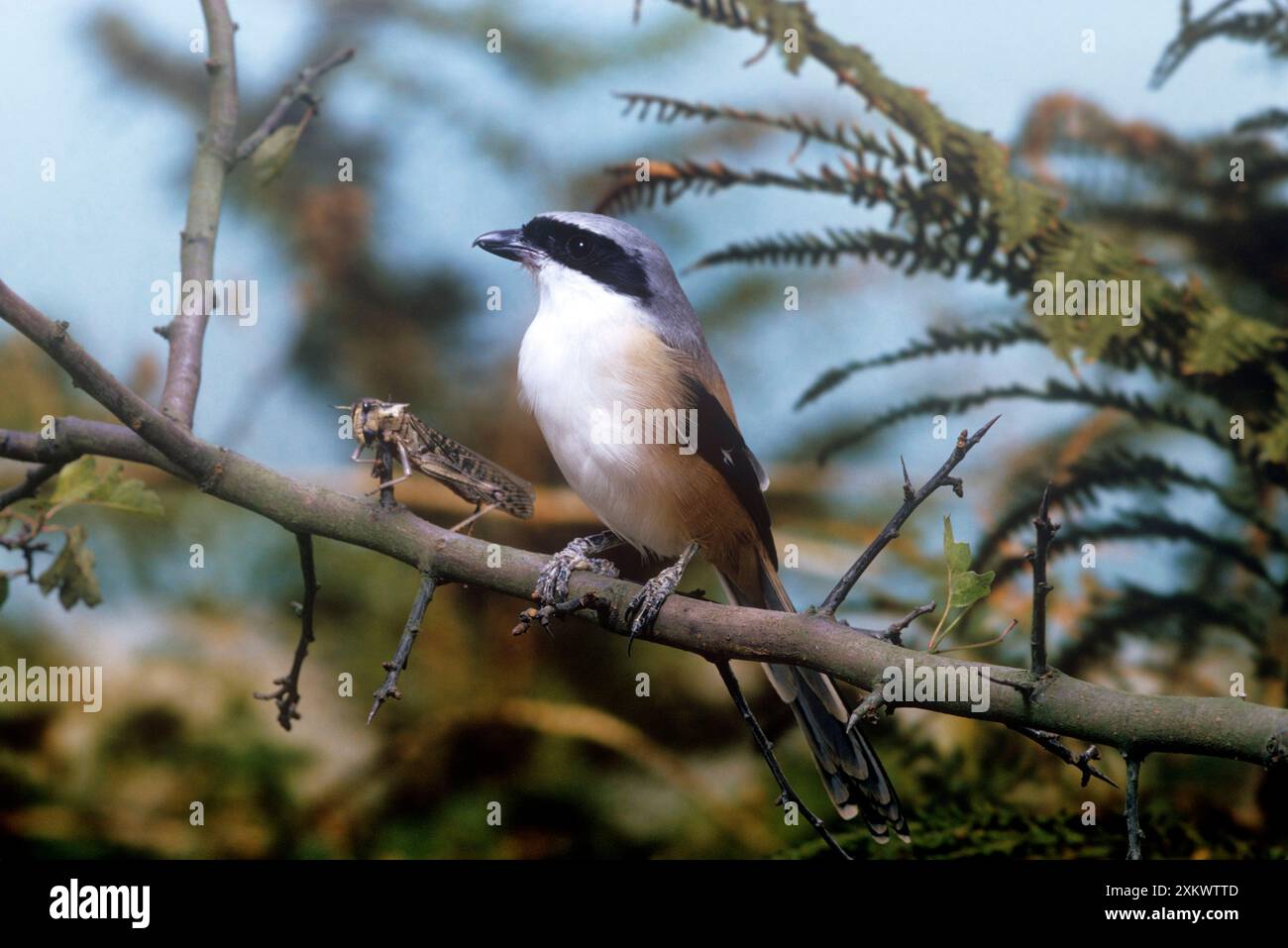 black-headed / Long-Tailed / black-tailed / Rufous-backed Stock Photo ...