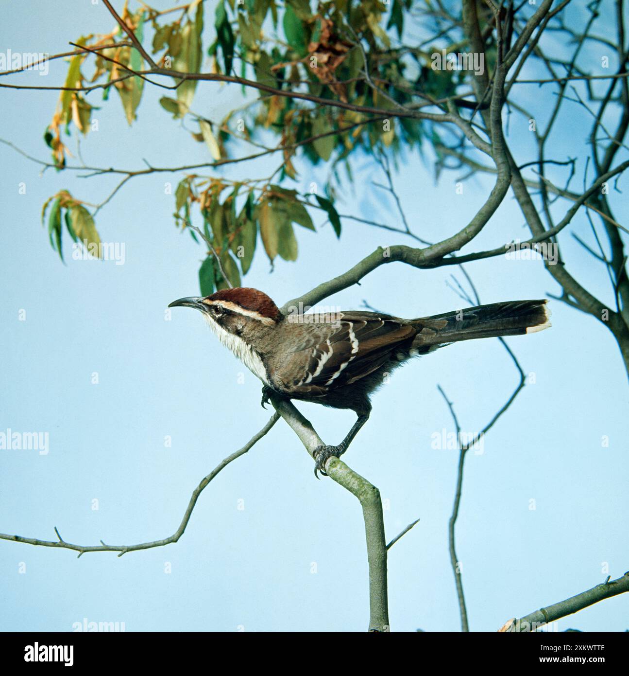 Babbler bird australia hi-res stock photography and images - Alamy