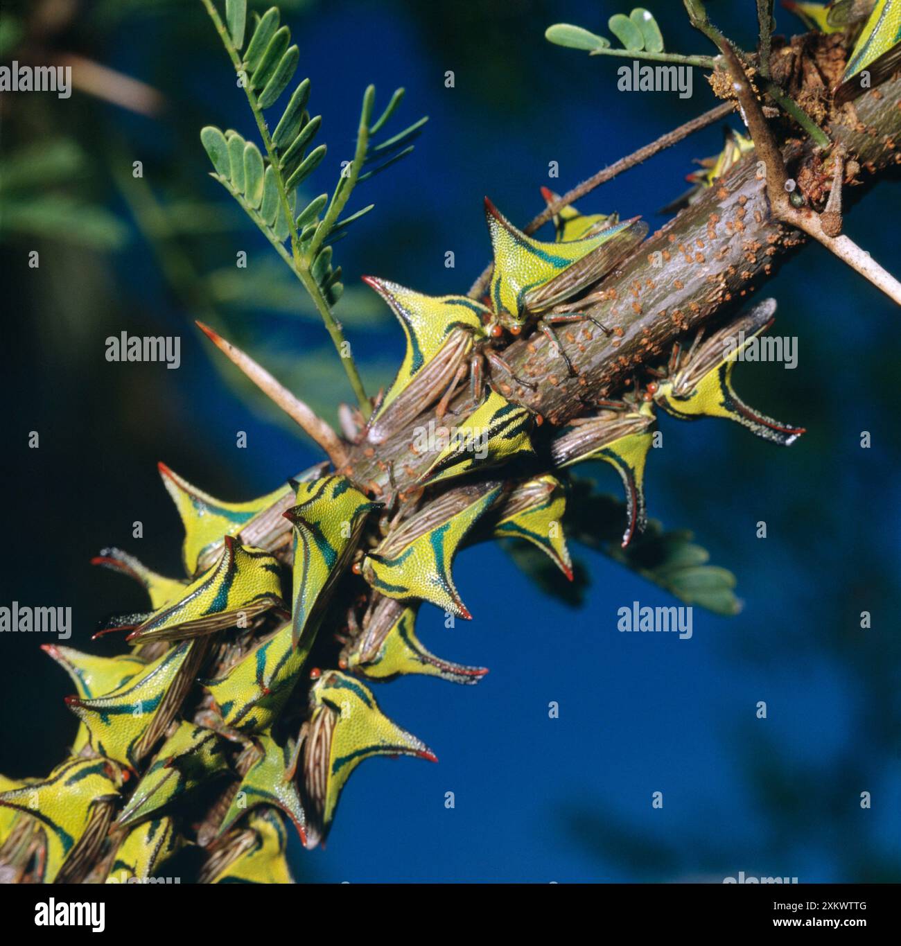 Thornbugs hi-res stock photography and images - Alamy