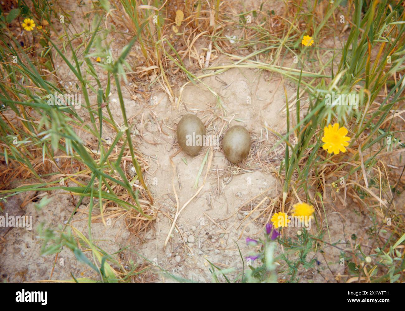 Great Bustard - Nest and eggs Stock Photo - Alamy