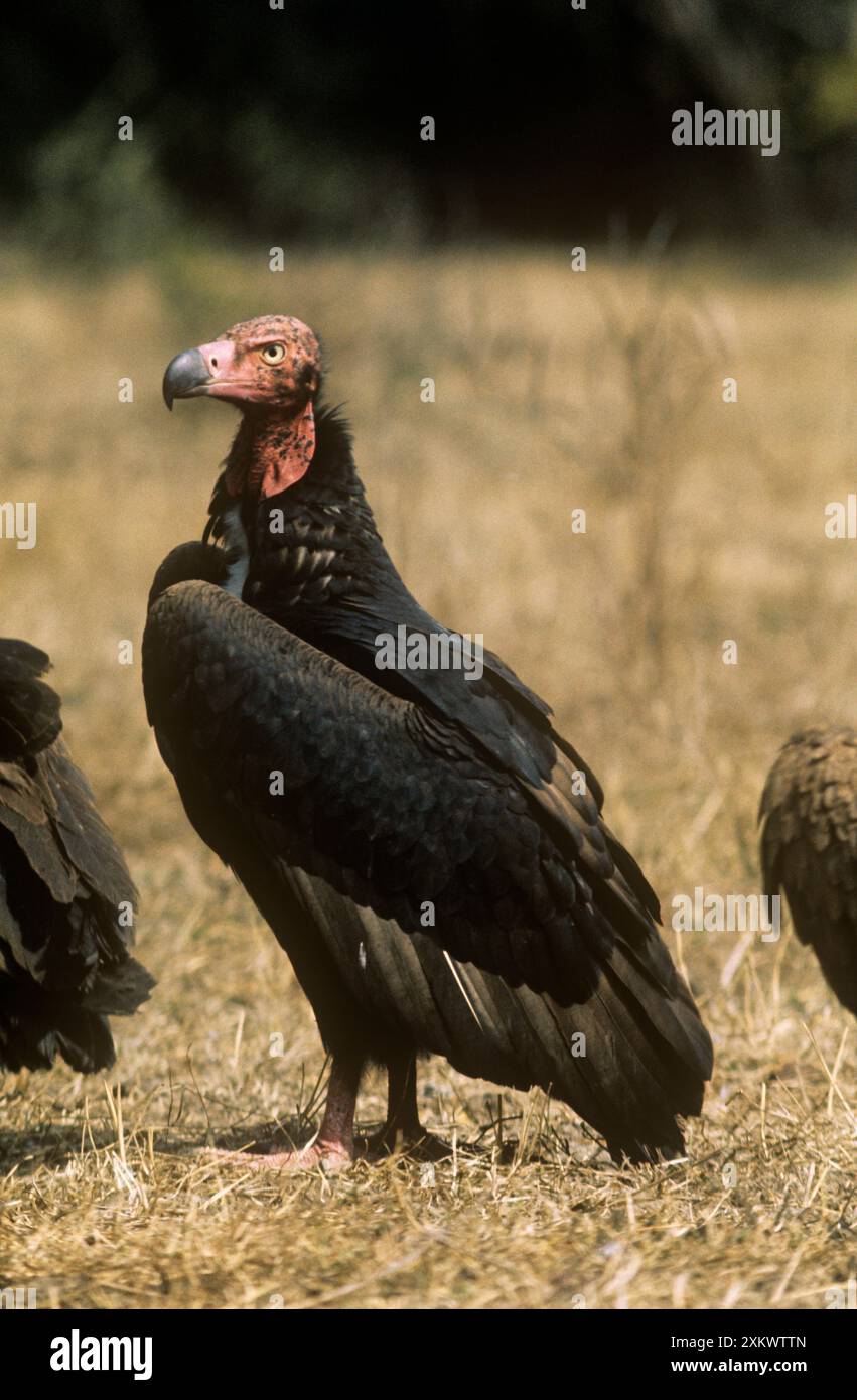 Red headed vulture sarcogyps calvus hi-res stock photography and images ...