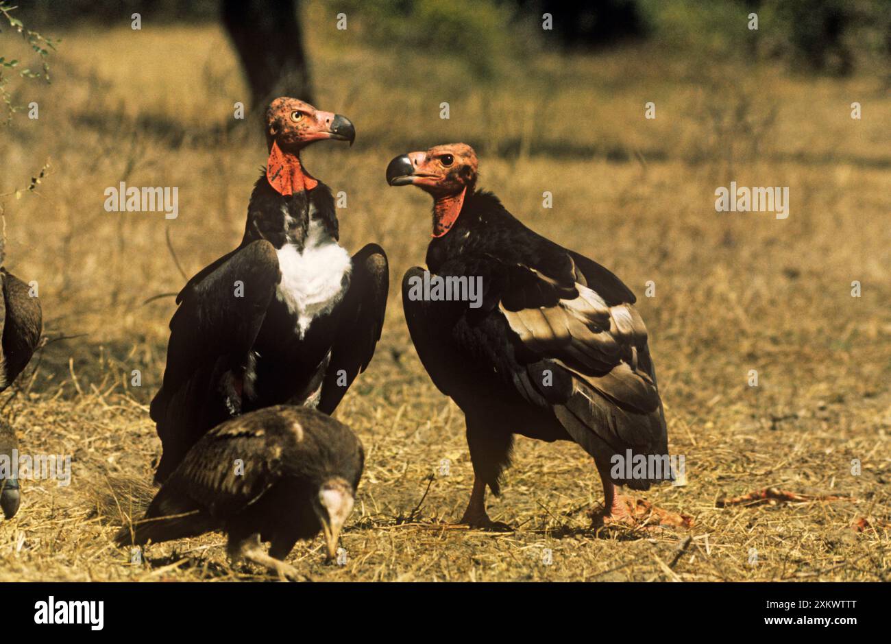 Red-headed Vulture - male and female Stock Photo - Alamy
