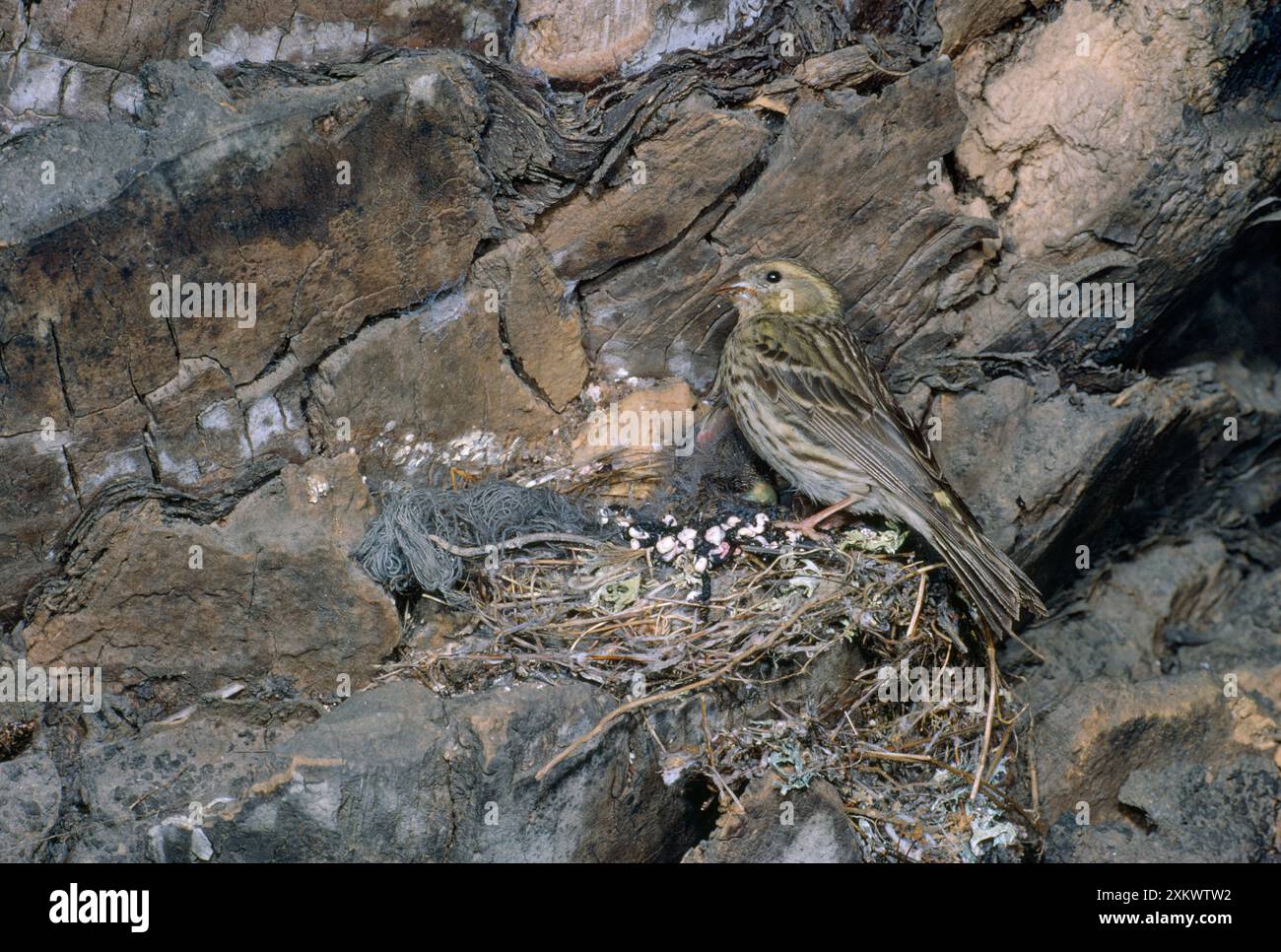 Serin serinus serinus serins hi-res stock photography and images - Alamy
