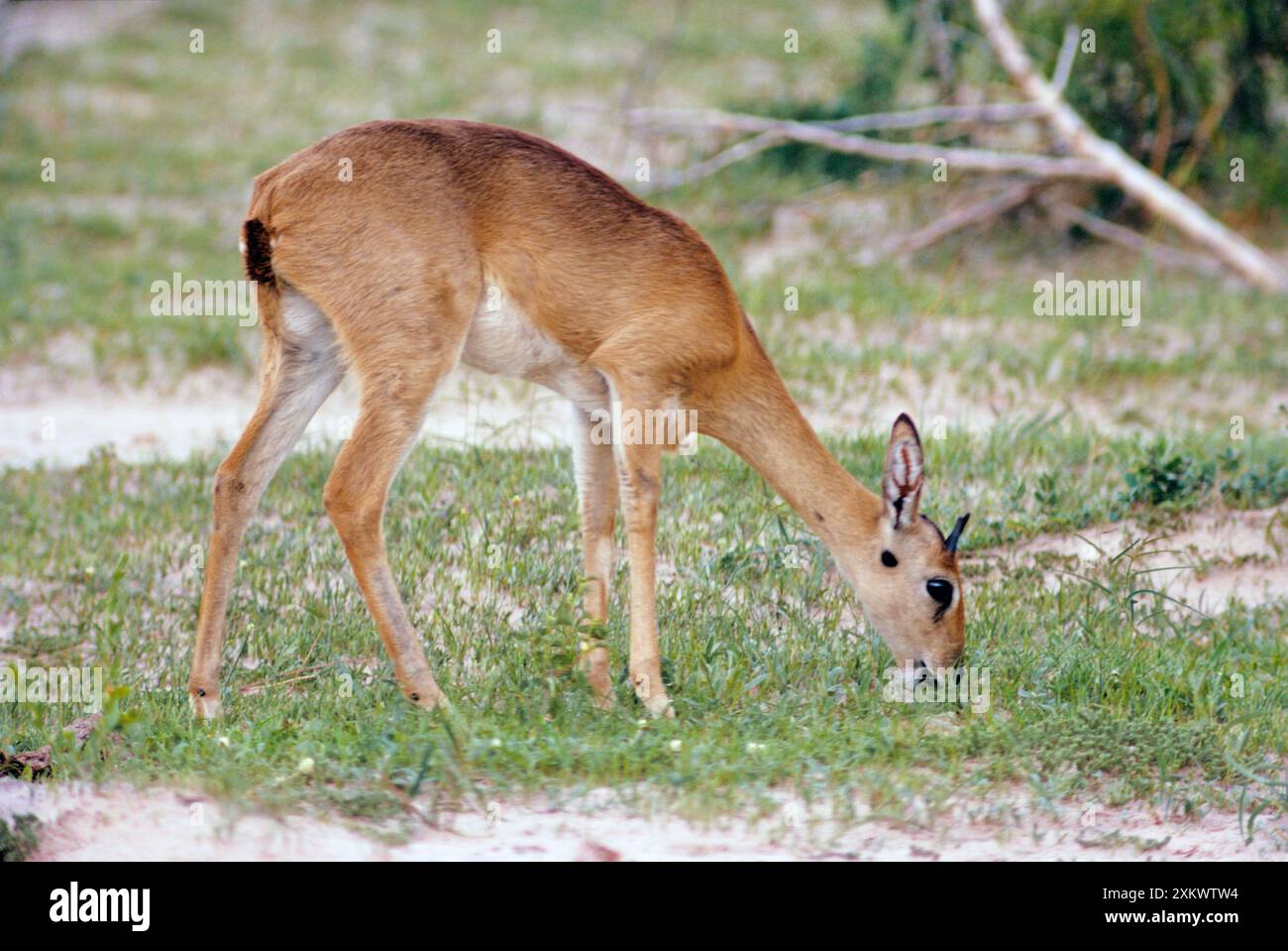 Oribi uganda hi-res stock photography and images - Alamy