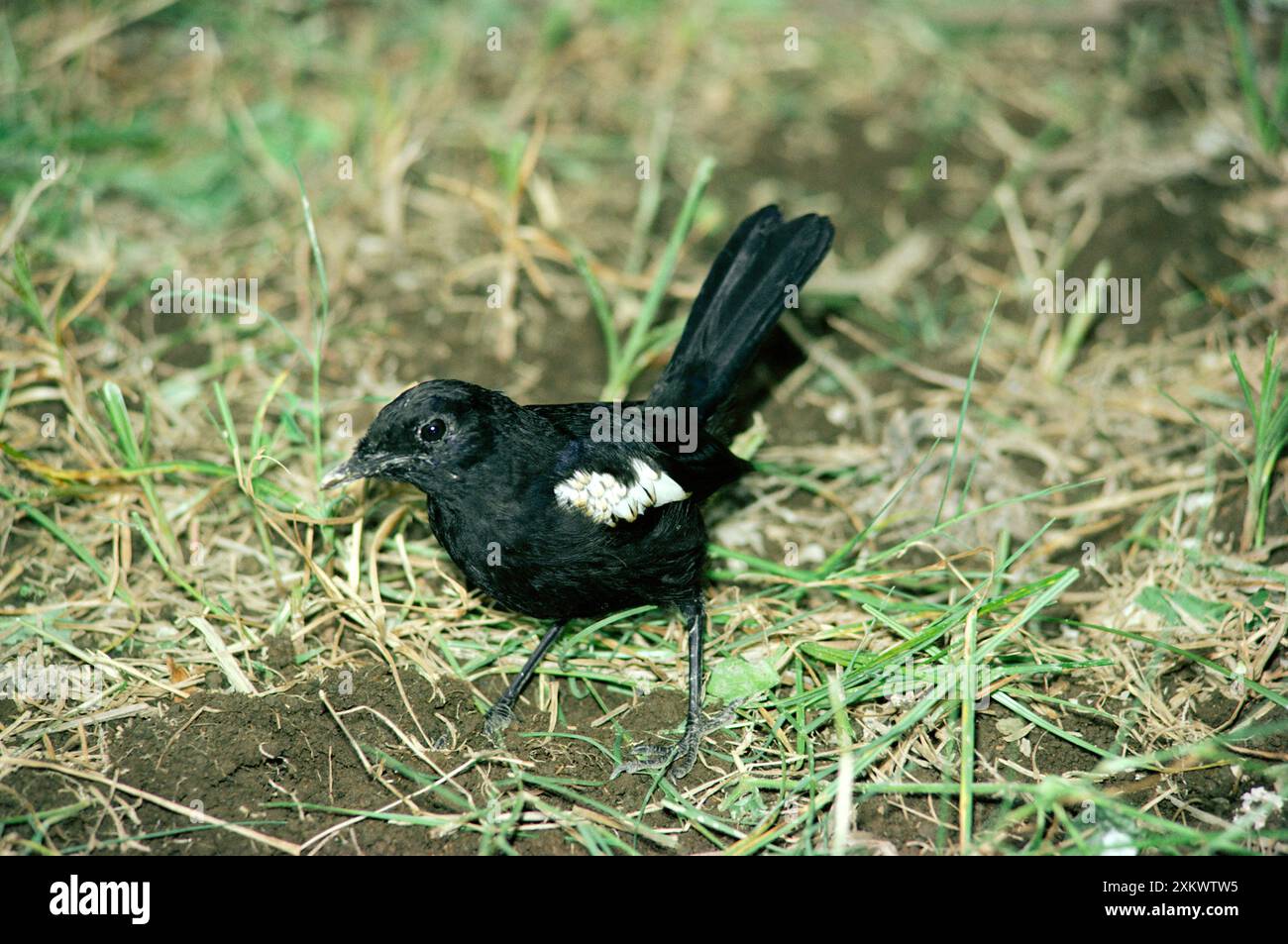 Magpie robins seychelles hi-res stock photography and images - Alamy