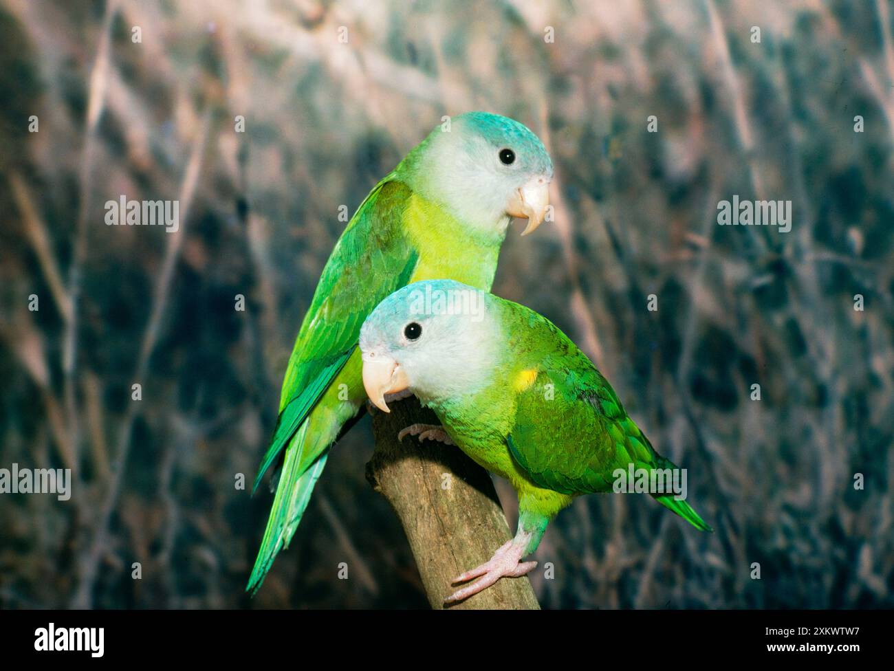 Orange-flanked / Grey-cheeked Parakeet Stock Photo - Alamy