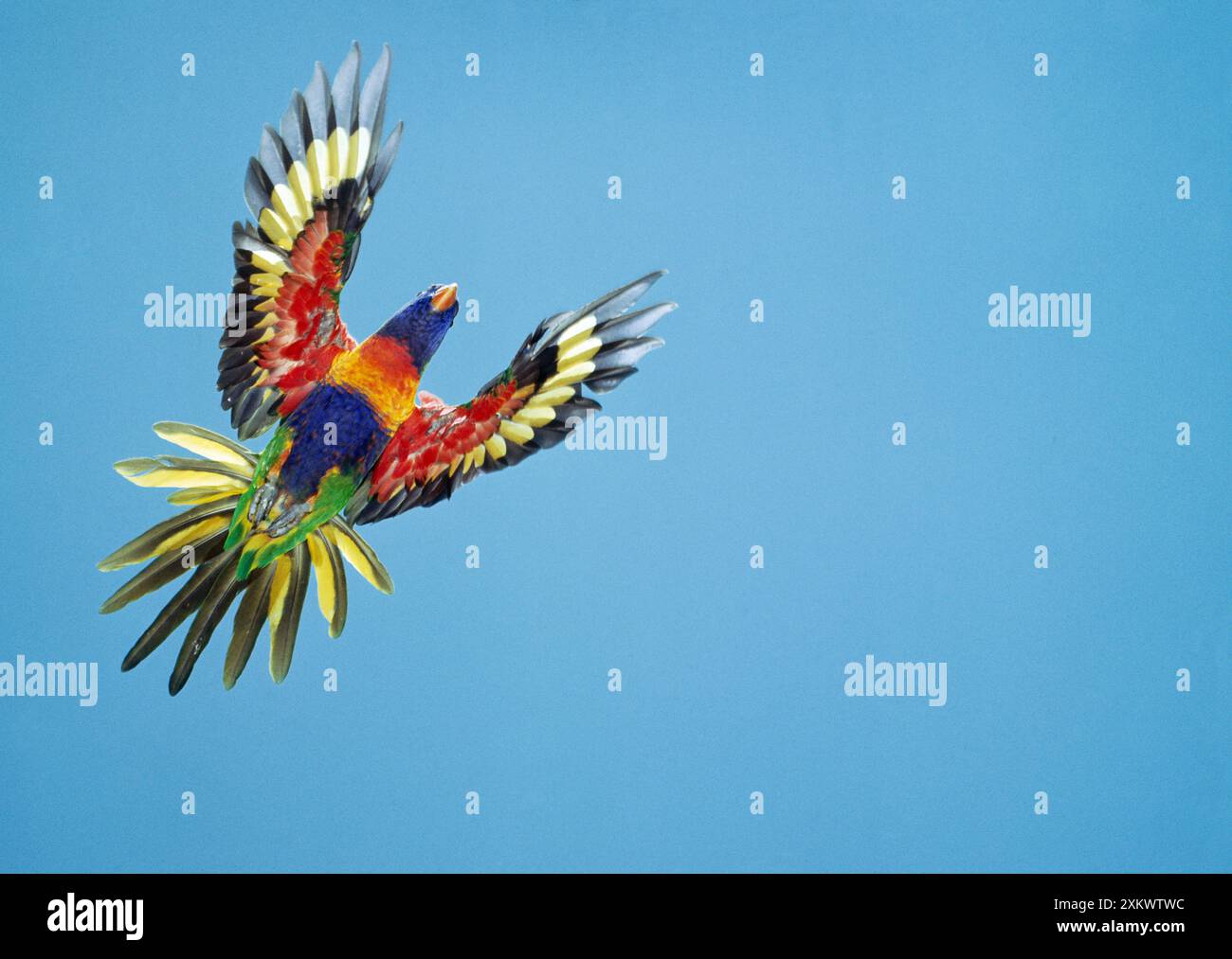 Symmetry of flight hi-res stock photography and images - Alamy