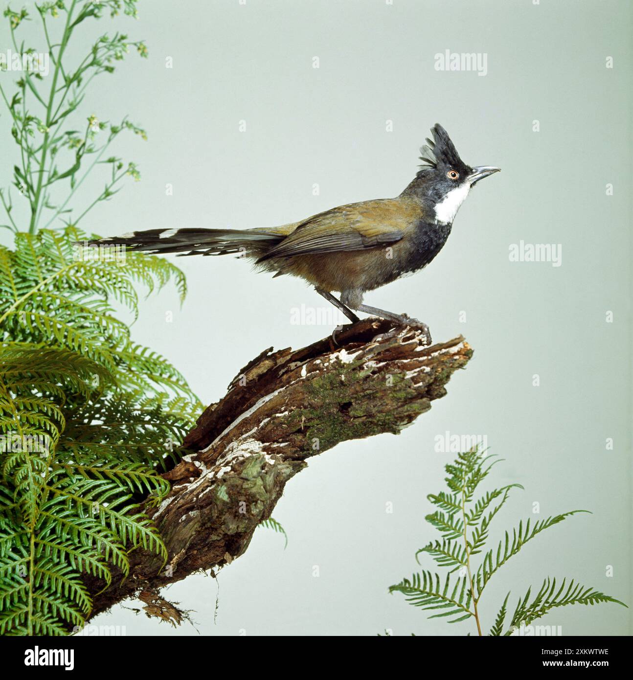 Eastern whipbird hi-res stock photography and images - Alamy