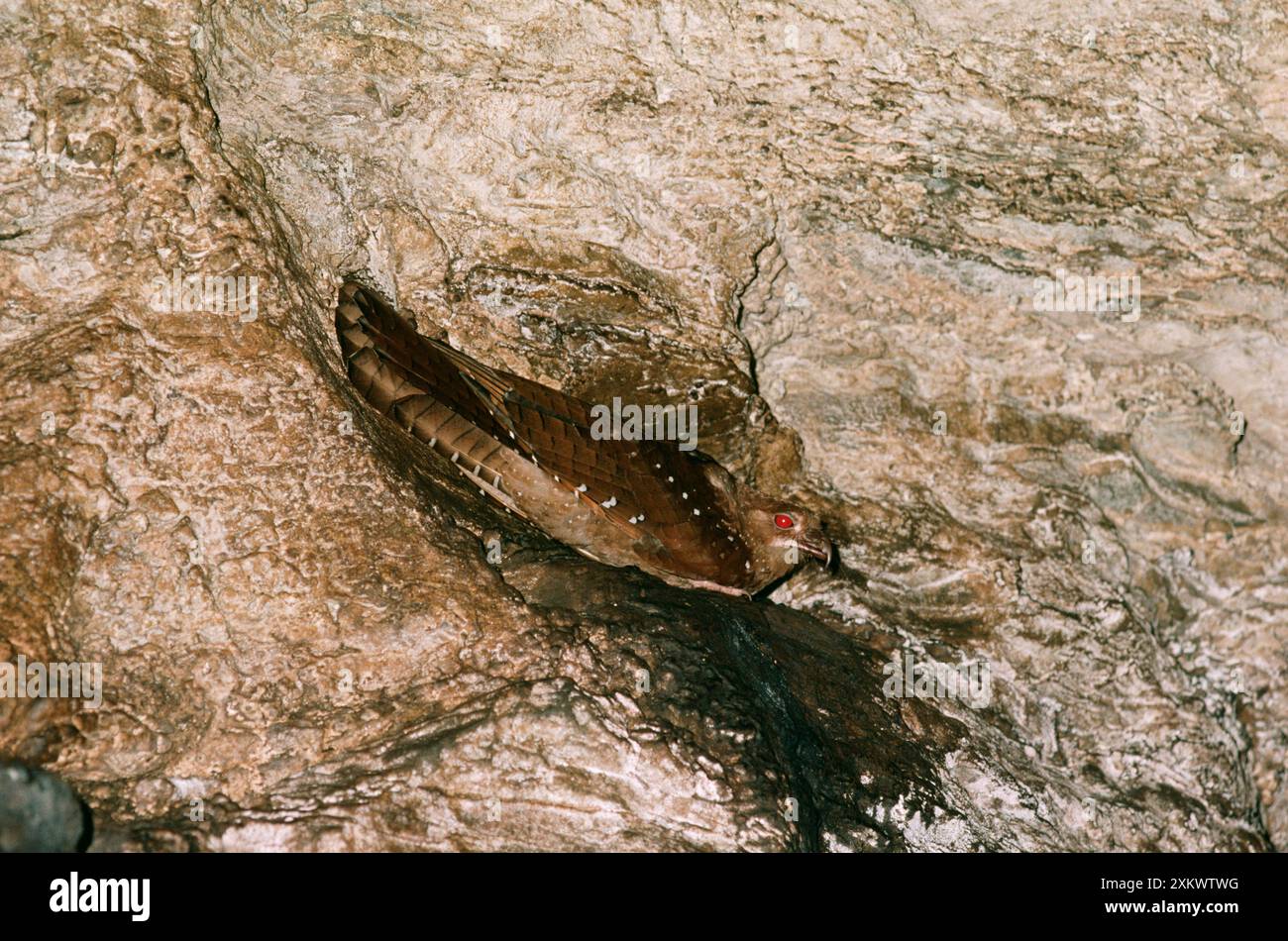 OILBIRD - nesting in cave Stock Photo - Alamy