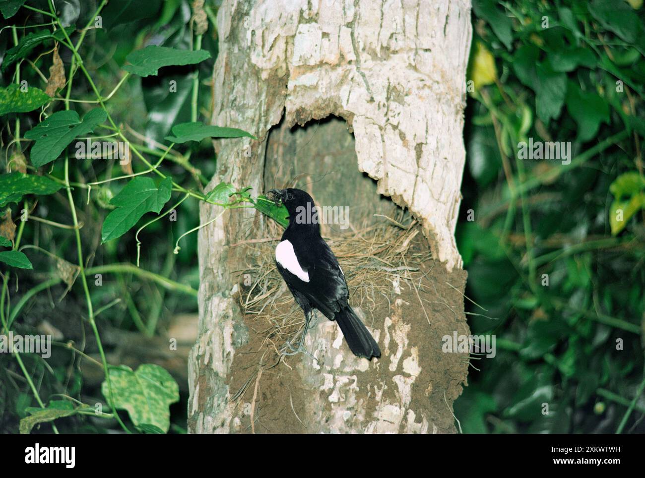 Seychelles MAGPIE-ROBIN - at nest Stock Photo - Alamy