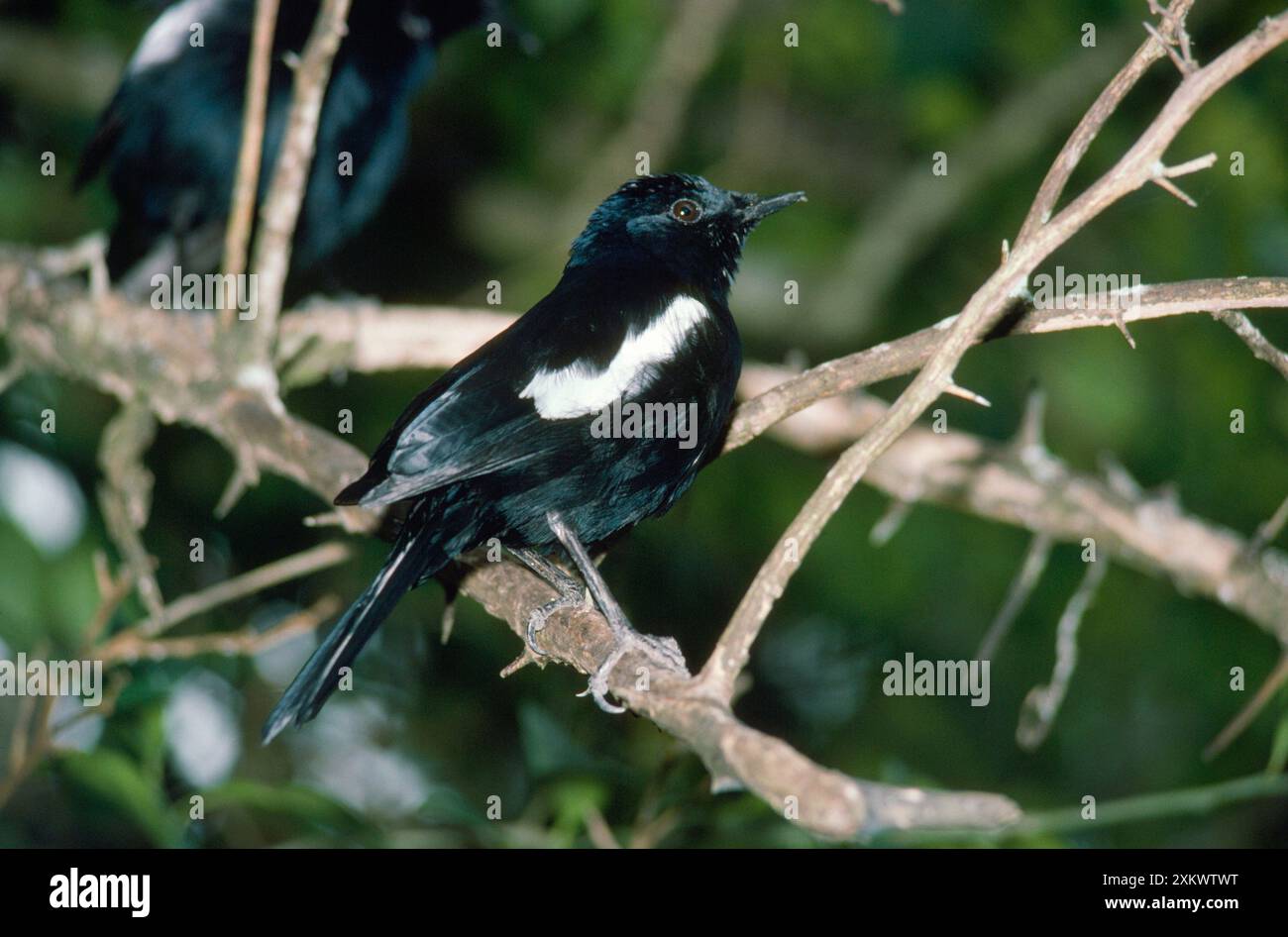 Magpie robins seychelles hi-res stock photography and images - Alamy