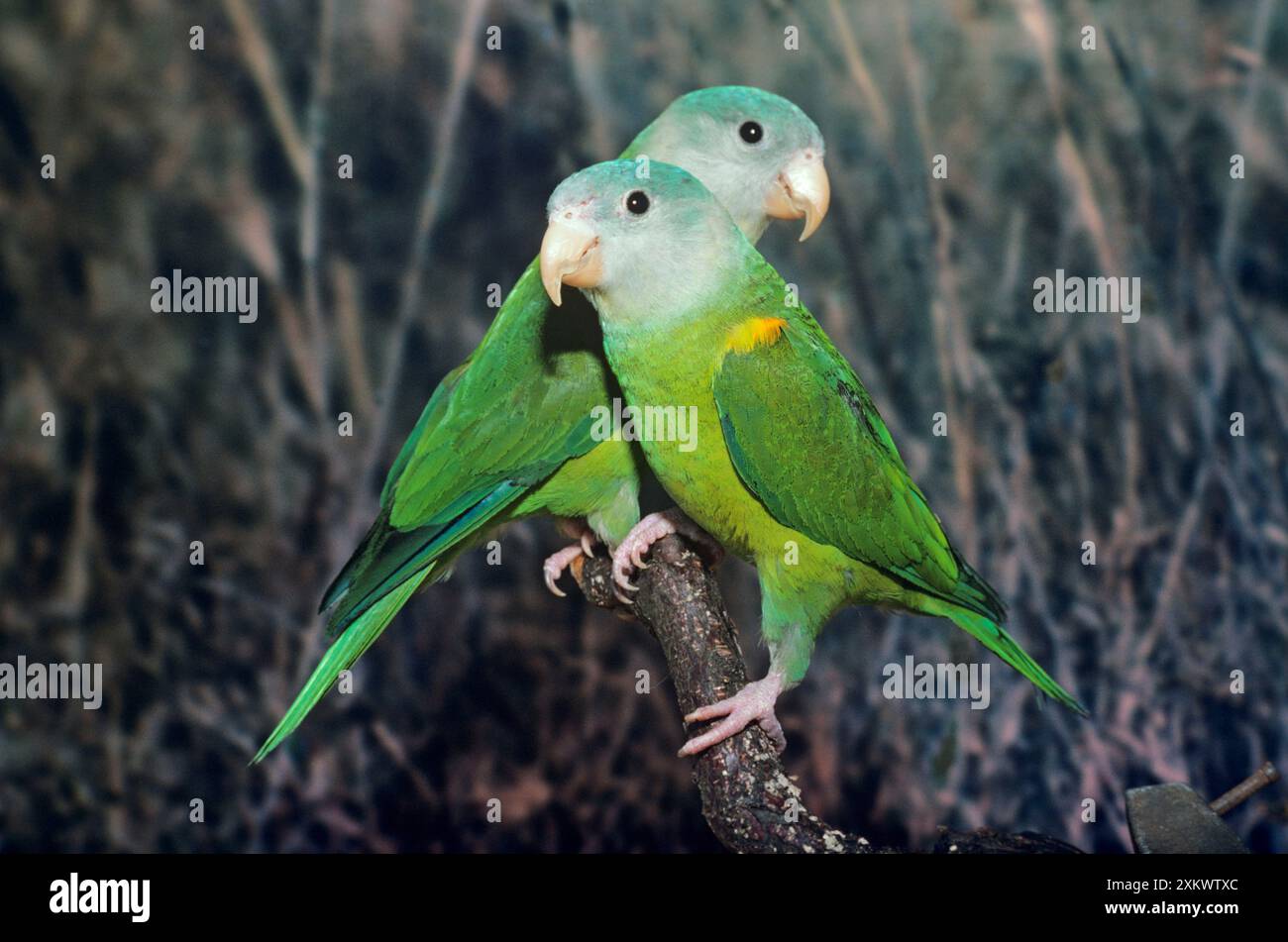 American parakeet hi-res stock photography and images - Alamy