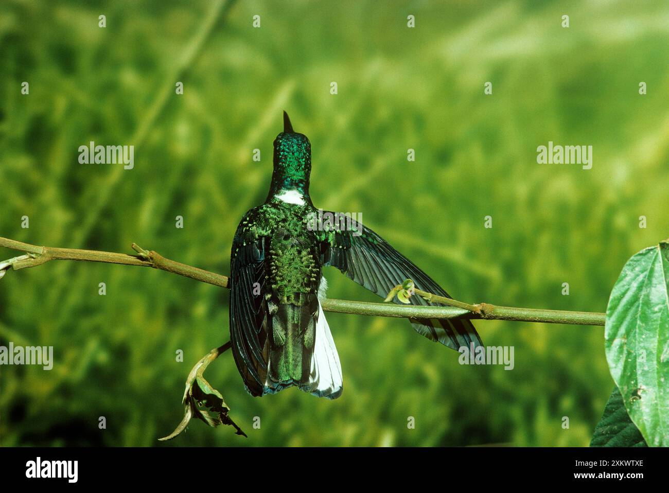 Hummingbirds white necked jacobin florisuga hi-res stock photography ...