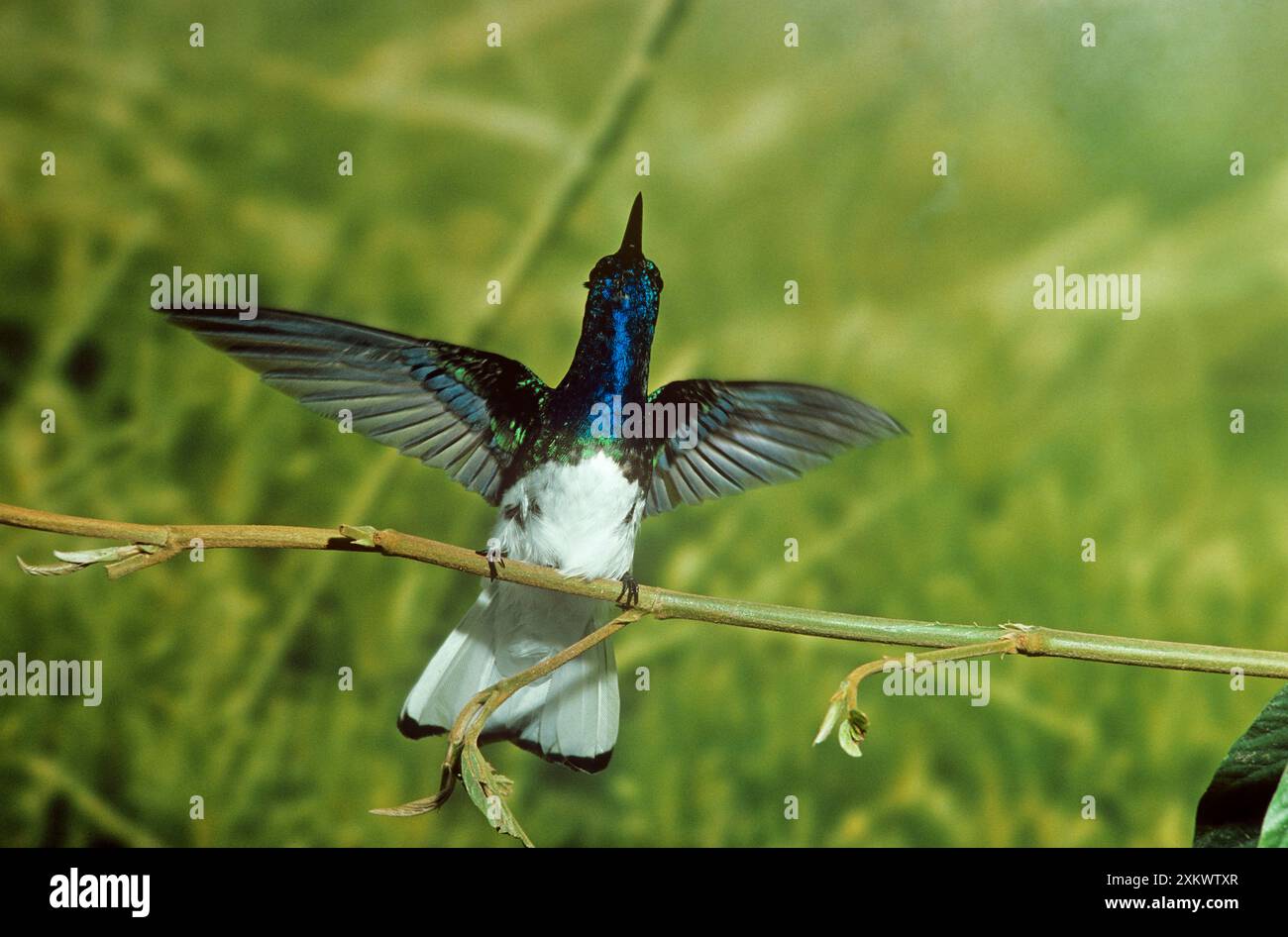 Animals birds white necked hi-res stock photography and images - Alamy