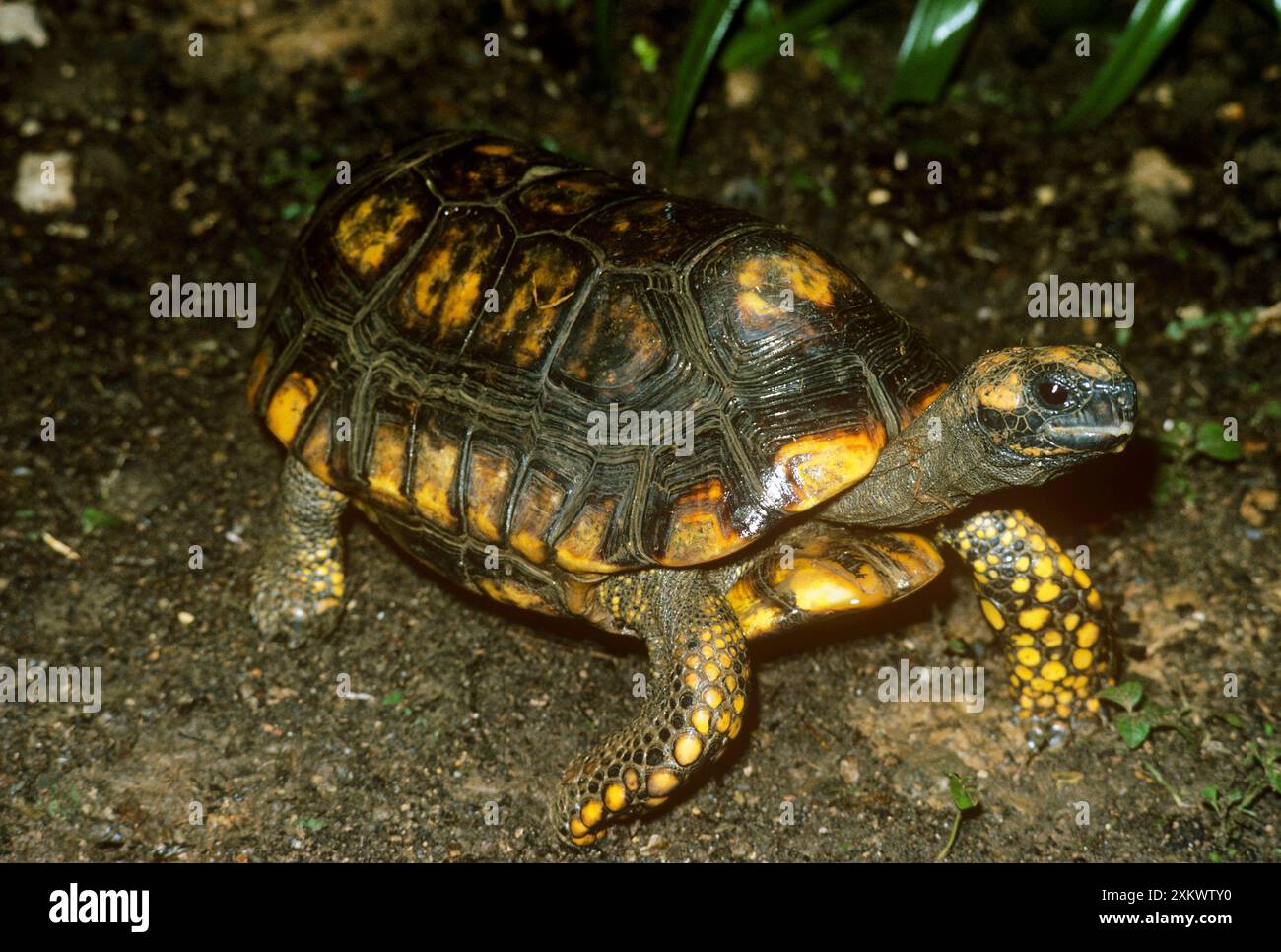 South American Yellow-footed Tortoise / Morocoy Tortoise Stock Photo ...