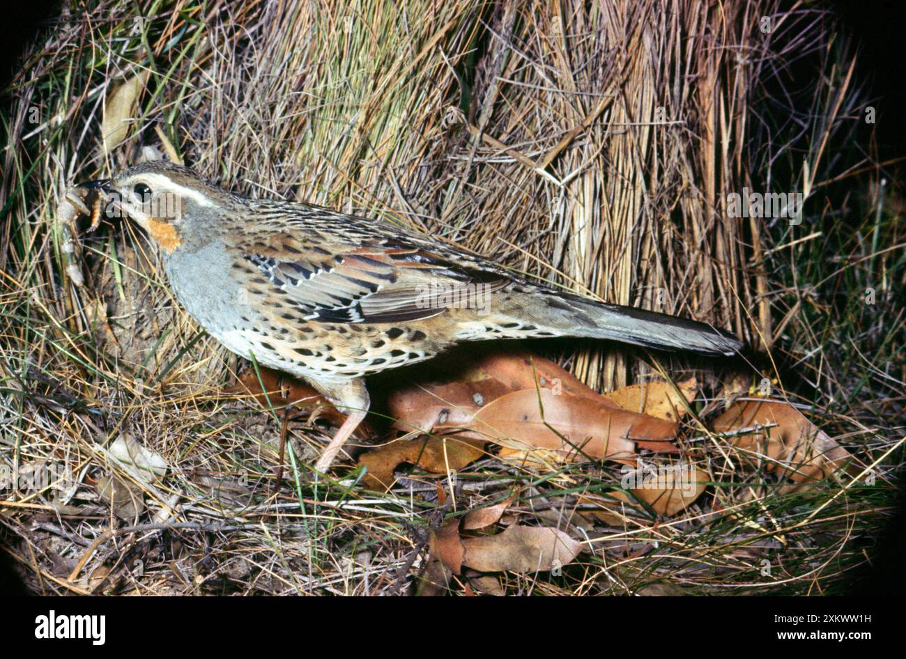 Spotted Quail Thrush - female with food in beak Stock Photo - Alamy