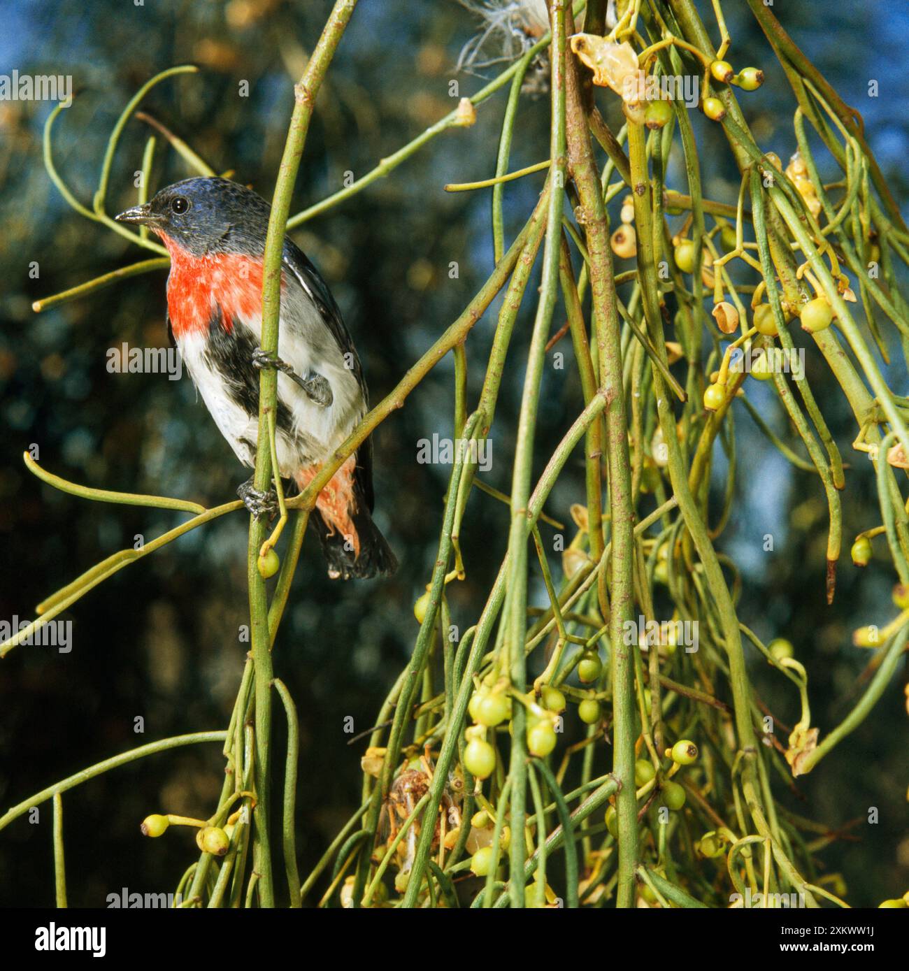 Clinging bird hi-res stock photography and images - Alamy