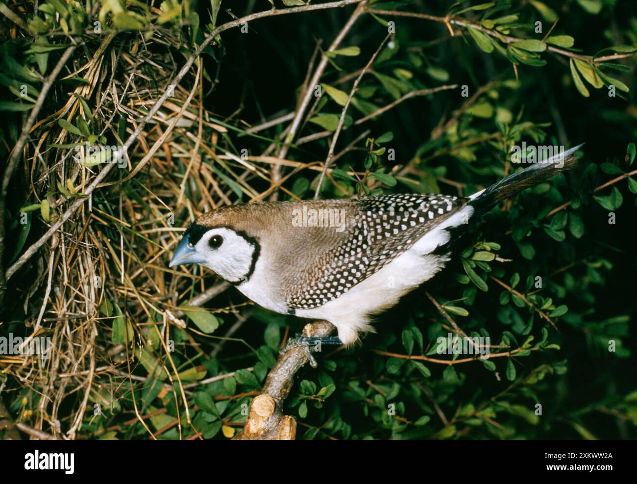 Double animal hi-res stock photography and images - Alamy