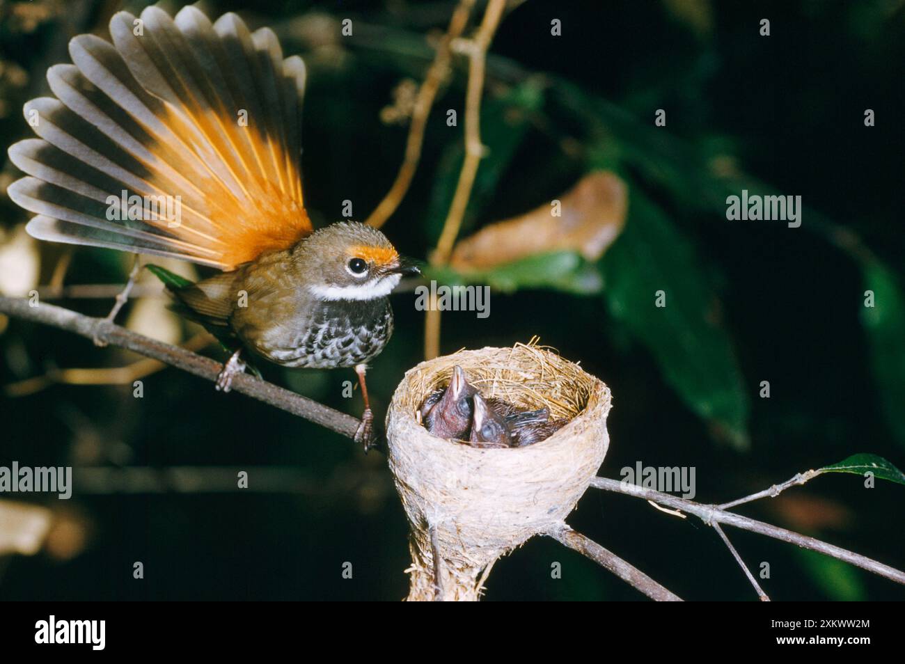 Fantail Rufous - with newborn in nest Stock Photo - Alamy