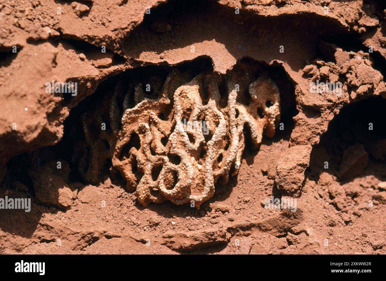Termites and fungi hi-res stock photography and images - Alamy