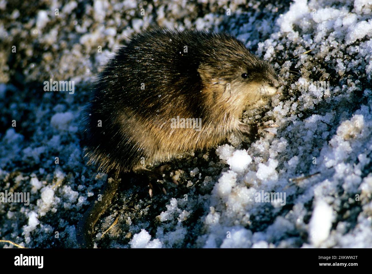 Muskrat snow hi-res stock photography and images - Alamy