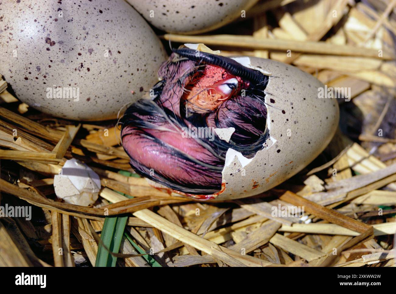 Black COOT - chick hatching from egg, sequence available Stock Photo ...