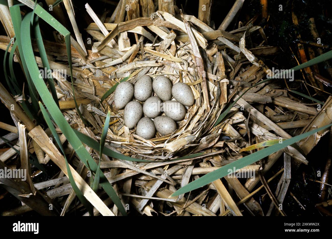 Coot eggs hi-res stock photography and images - Alamy