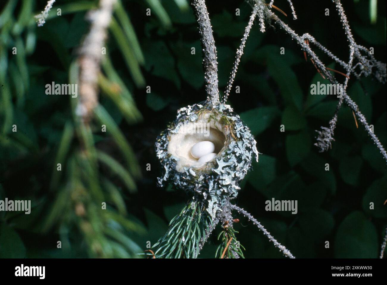 Hummingbird egg hi-res stock photography and images - Alamy