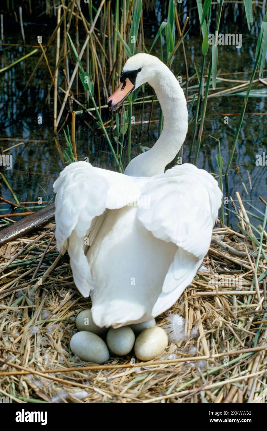 Swan behaviour hi-res stock photography and images - Alamy